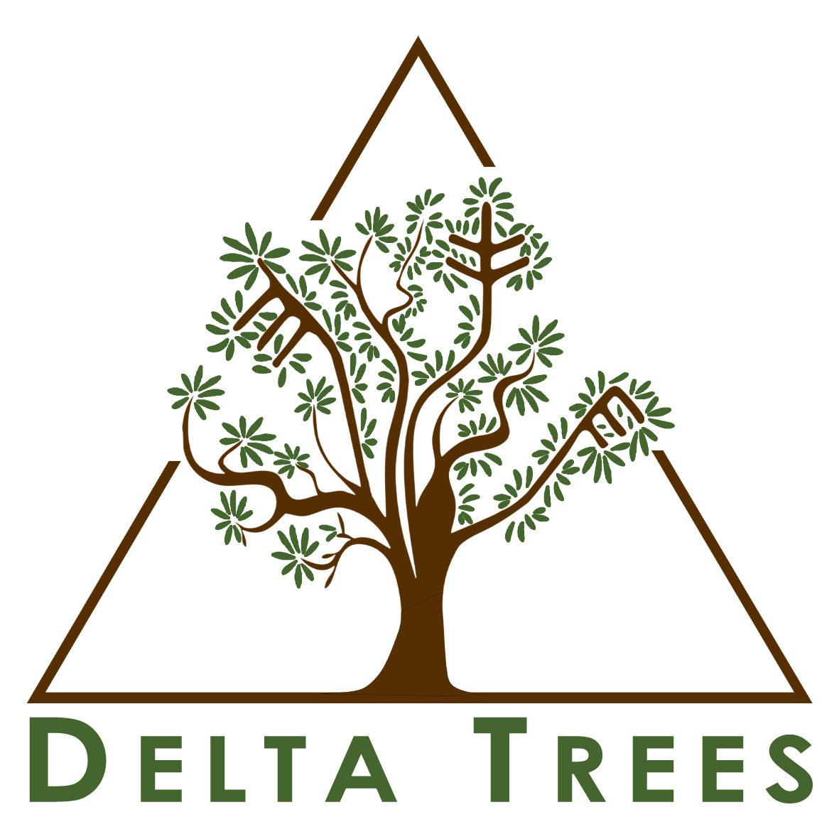 How many years does an olive tree, really lives? | Φυτώρια Delta Trees